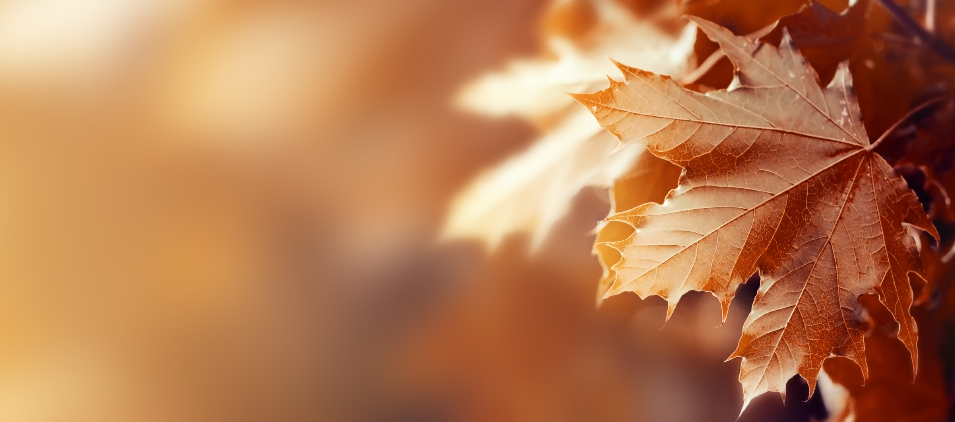 Leaves in Chinese Literature – i‑Learner Education Centre