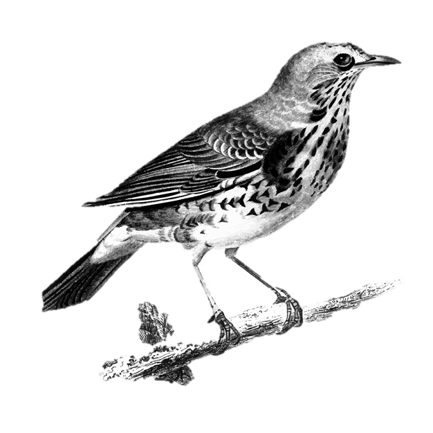 Poppy – i‑Learner Education Centre